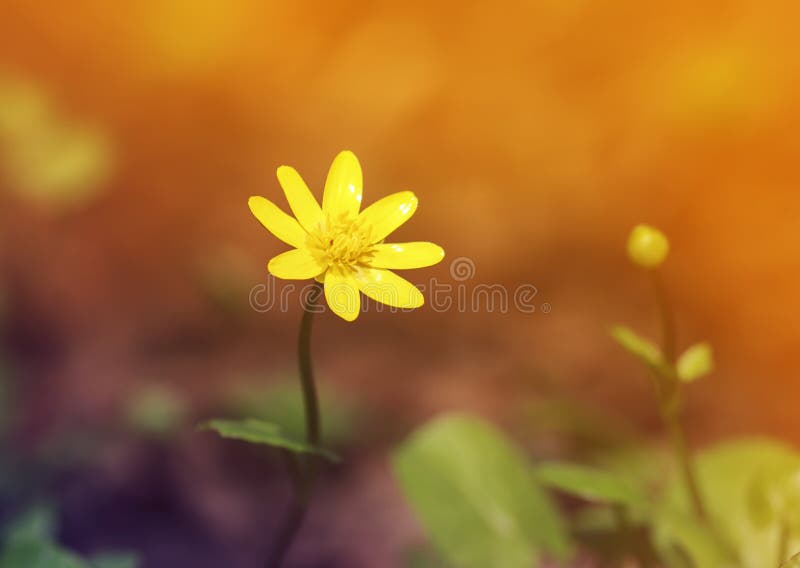 Yellow Flower Growing in the Early Spring in the Woods Stock Photo ...