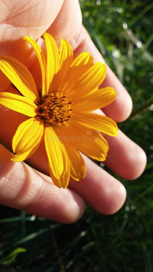 Yellow flower on hand stock image. Image of yellow, hand - 43164403