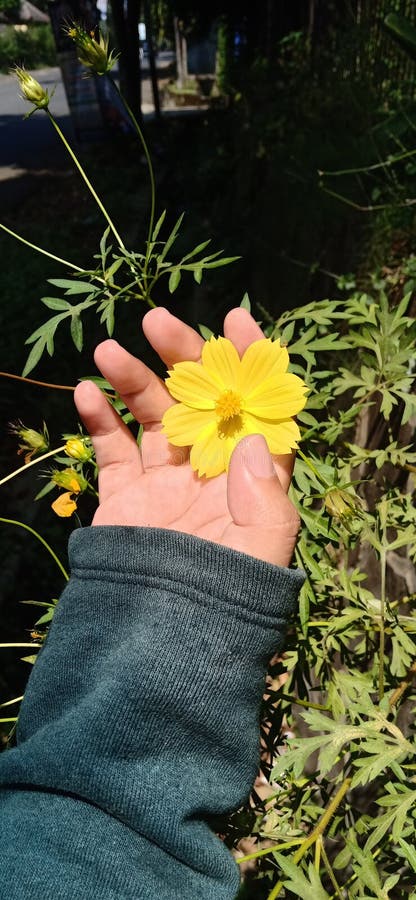 Hand of spring stock image. Image of floral, human, dance - 2023777