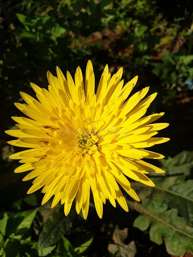 Yellow Flower for Happy Forever Stock Image - Image of petal ...
