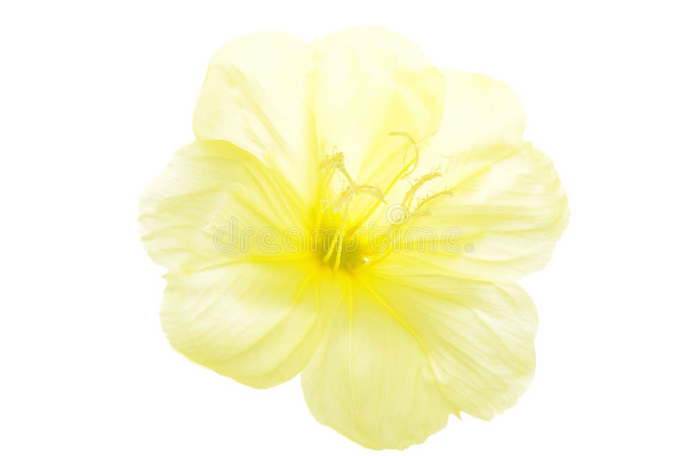 Yellow flower head stock photo. Image of flower, decoration - 43688624
