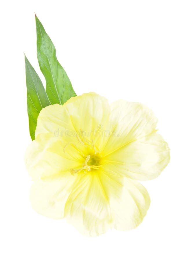 Yellow Flower Head with Leaves Stock Image - Image of garden, blossom ...