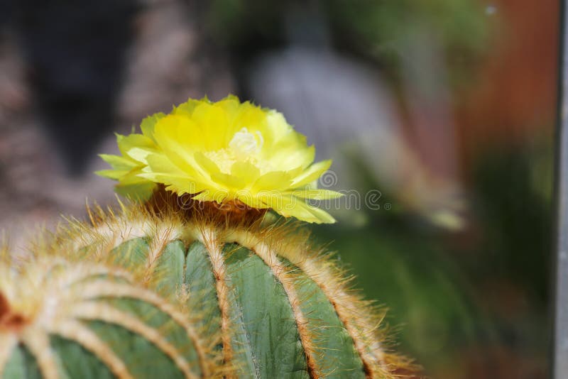 Yellow Flower Head of Notocactus Magnifica Cactus Stock Photo - Image ...