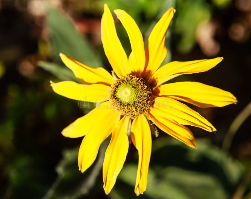 Yellow Flower Head of Rudbeckia Stock Photo - Image of decorative ...