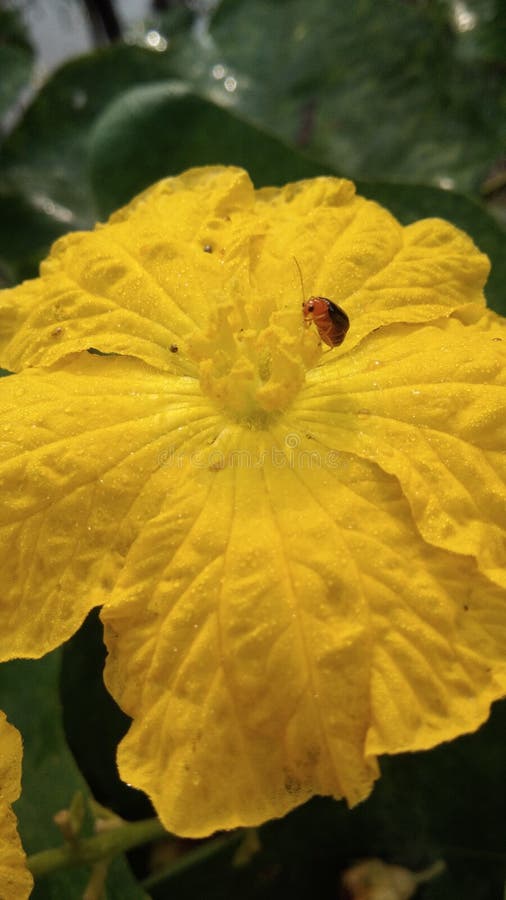 Yellow Flower Head Single Flower Background Head of Stock Image - Image ...