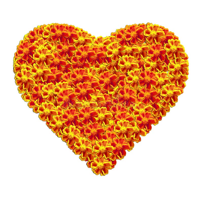 Heart Flower Frame Isolated On White Stock Image - Image of love ...