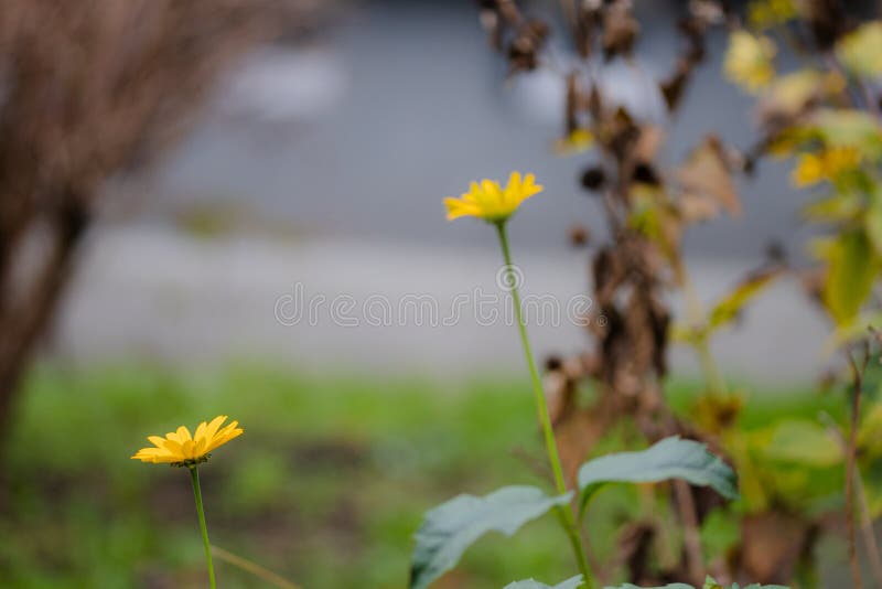 Yellow Flower Heliantus Occidentalis Stock Image - Image of closeup ...