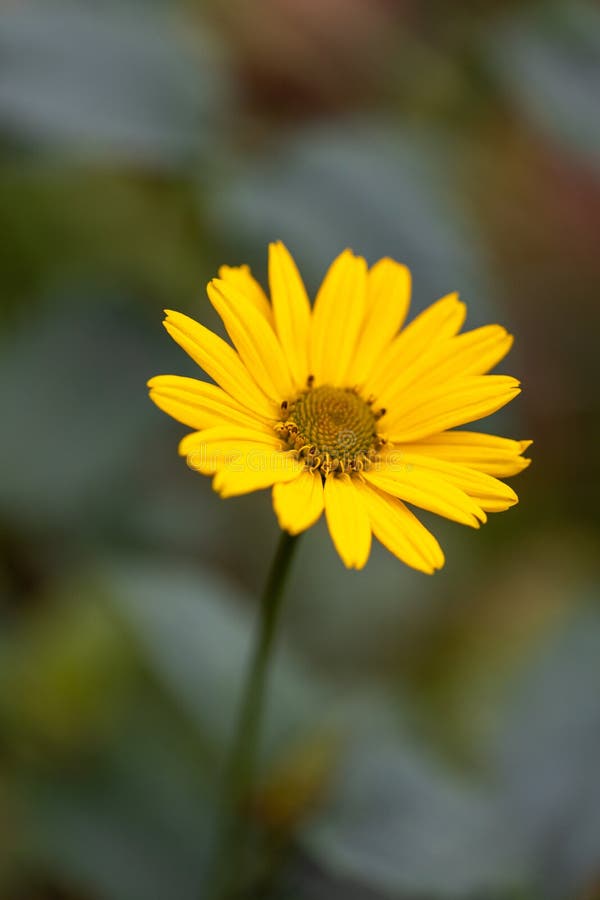 Yellow Flower Heliantus Occidentalis Stock Image - Image of ...