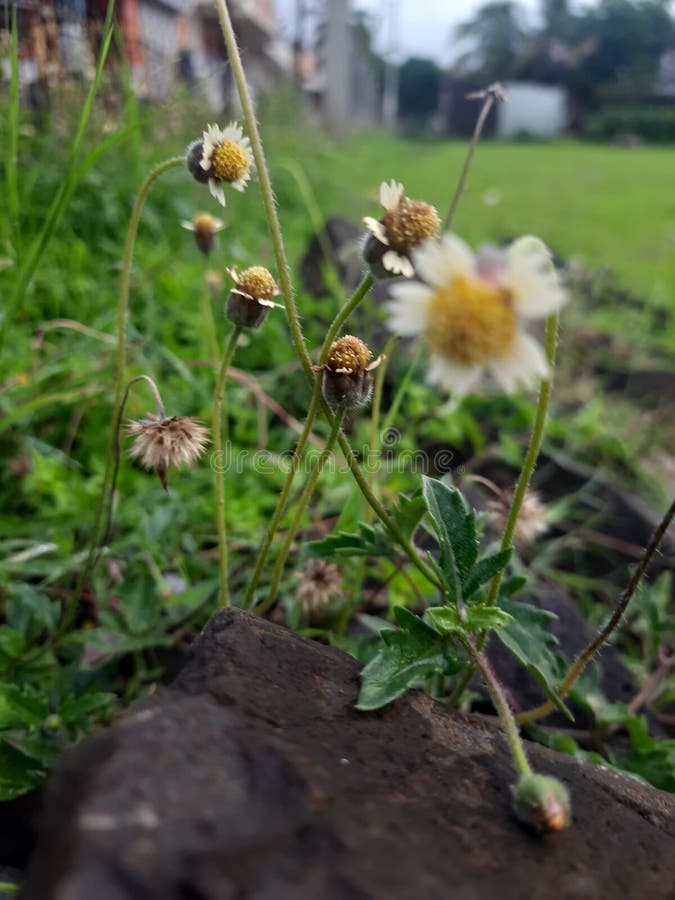 Yellow flower herb stone stock image. Image of tree - 191186639