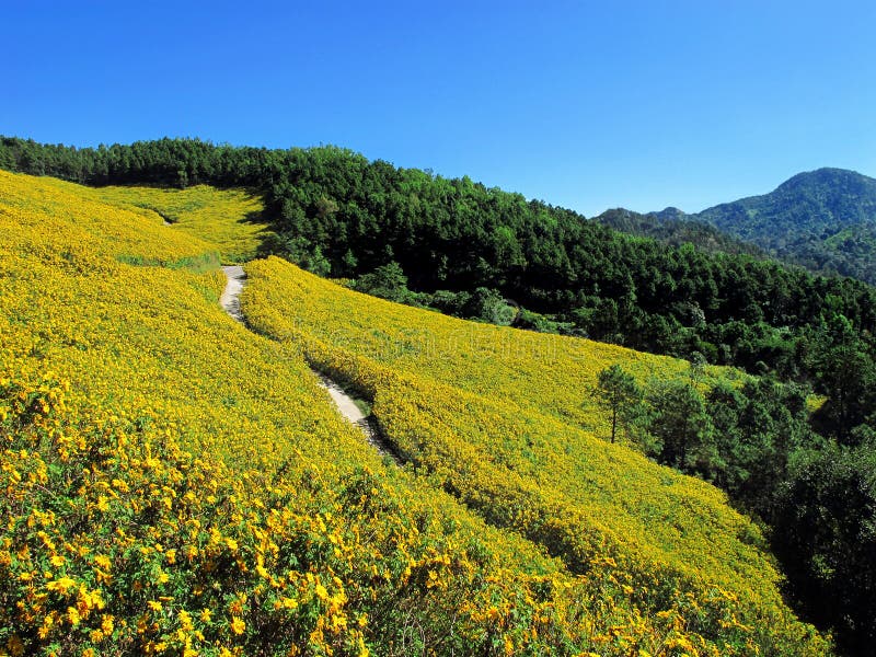 Yellow flower hill stock image. Image of beauty, landscape - 42349429