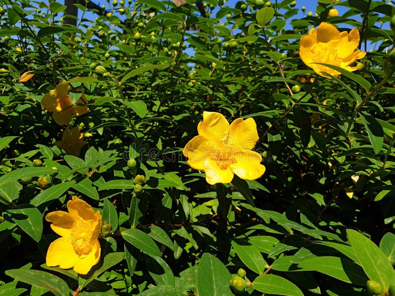 Yellow Flower of Hypericum Calycinum or Hypericum Perforatum Stock ...