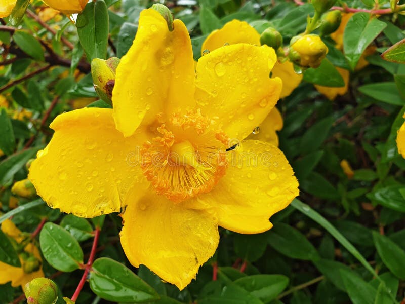 Yellow Flower of Hypericum Calycinum or Hypericum Perforatum Stock ...
