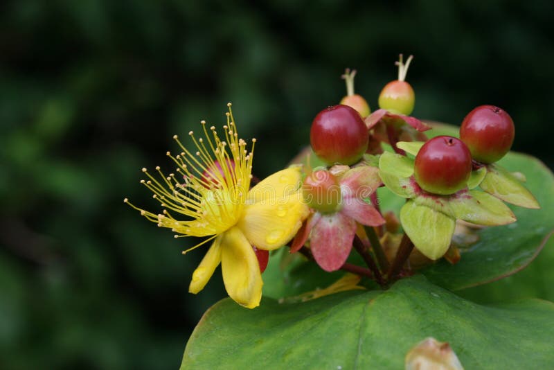 Yellow flower of hypericum stock image. Image of forming - 121484755