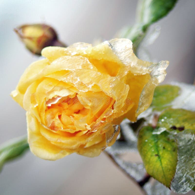Yellow flower with ice stock photo. Image of cold, lawn - 36181024