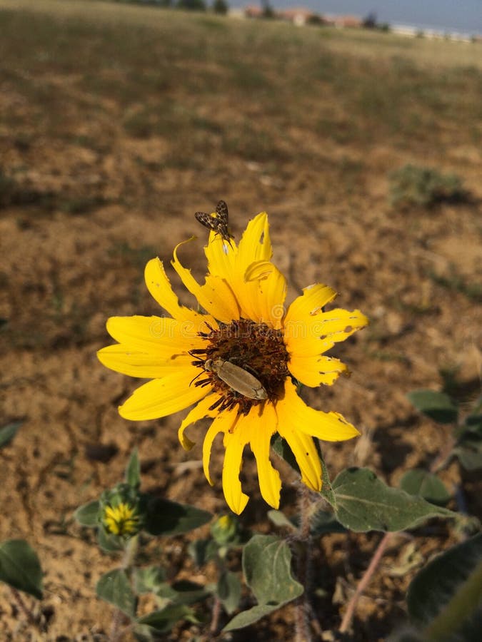 Yellow Flower stock photo. Image of insects, yellow, nature - 44989682