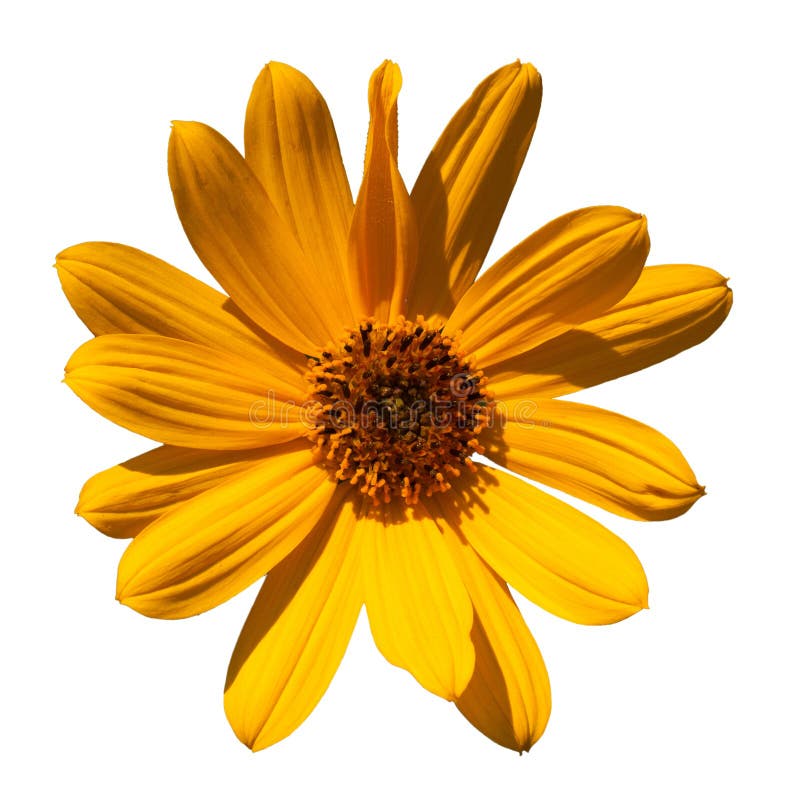 Yellow Flower Isolated stock photo. Image of gerbera - 38331338