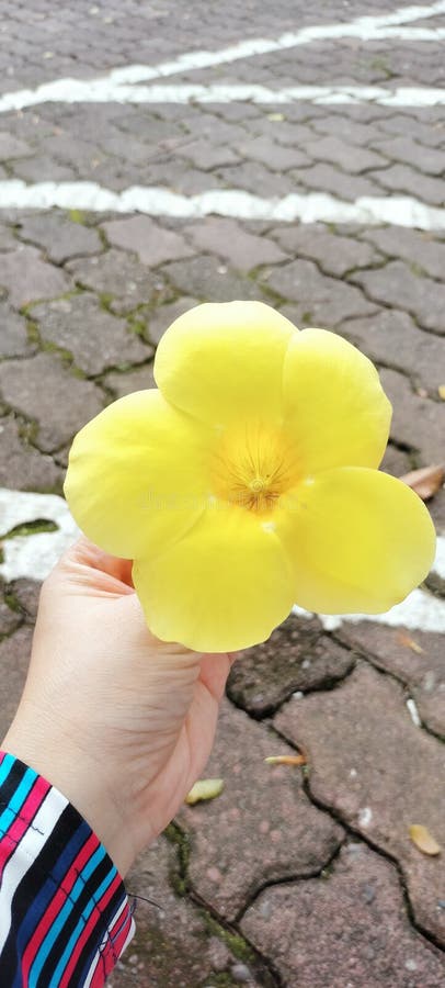Yellow Flower Its Call Bunga Terompet Stock Image - Image of terompet ...