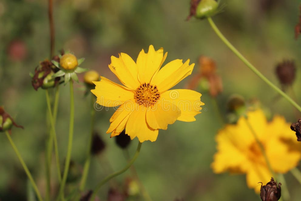 Yellow Flower of Lance-leaved Coreopsis (Coreopsis Lanceolata) in ...