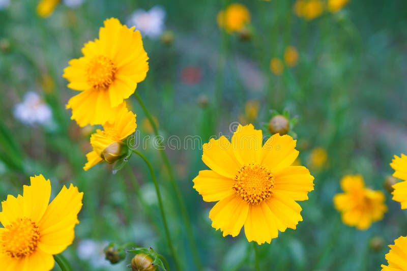 Yellow Flower Lance Leaved, Coreopsis Lanceolata, Lanceleaf Tickseed or ...