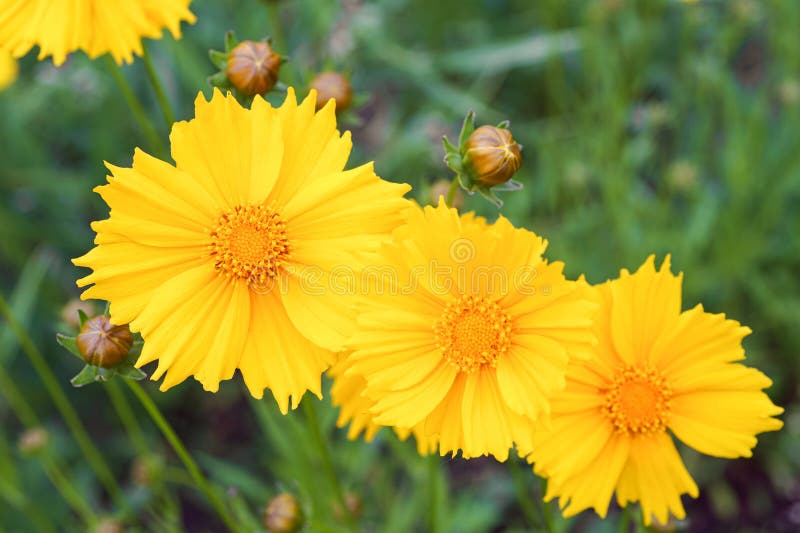 Yellow Flower Lance Leaved, Coreopsis Lanceolata, Lanceleaf Tickseed or ...