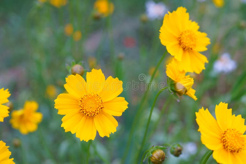 Yellow Flower Lance Leaved, Coreopsis Lanceolata, Lanceleaf Tickseed or ...