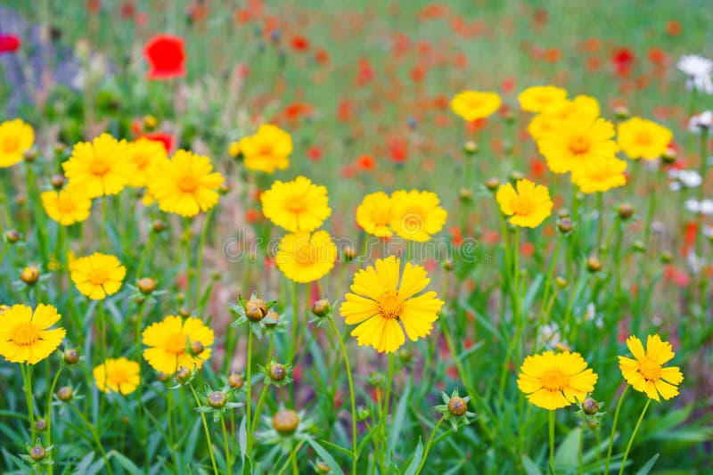 Yellow Flower Lance Leaved, Coreopsis Lanceolata, Lanceleaf Tickseed or ...
