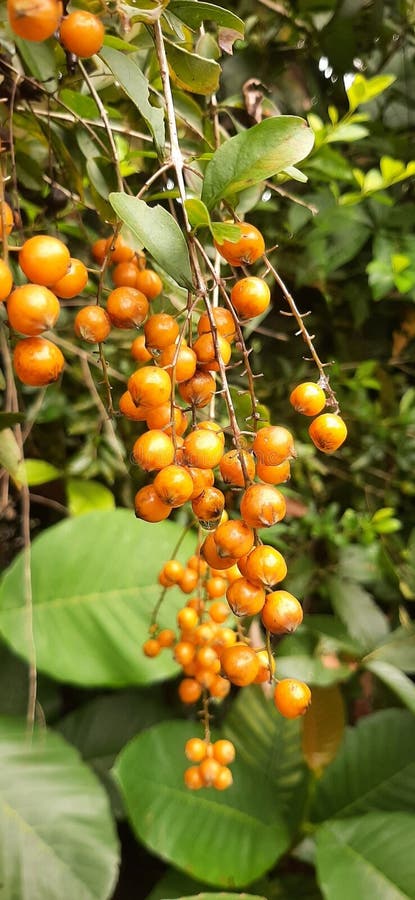 Yellow Flower in Landscape House Fresh Stock Image - Image of landscape ...
