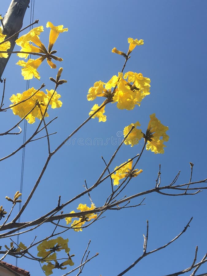 Yellow flower of a lapacho stock photo. Image of flora - 198436996