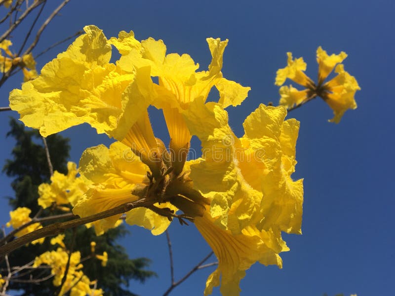 Yellow flower of a lapacho stock image. Image of flower - 198436999