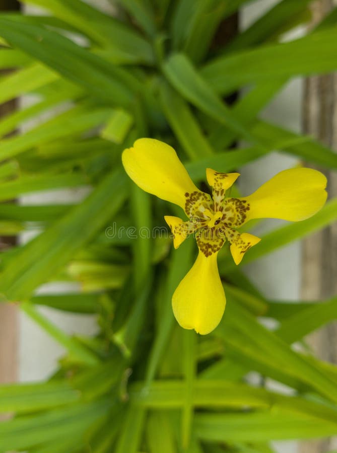 Simple Natural Line Art Motif Stock Photos - Free & Royalty-Free Stock ...