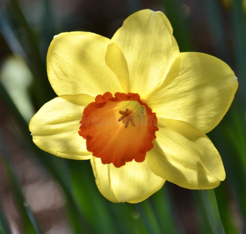 Flower stock photo. Image of yellow, narcissus, plant - 216817612