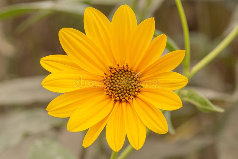 Yellow flower like the sun stock image. Image of yellow - 230129859