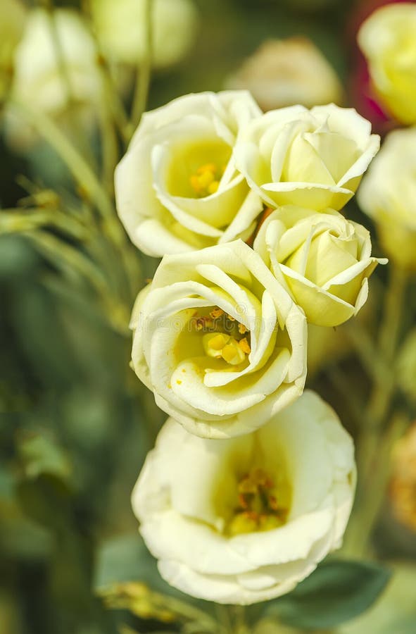 Yellow flower lisianthus stock photo. Image of natural - 70053210