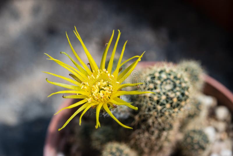 The Yellow Flower of the Lobivia Cactus is Blooming on the Pot Stock ...