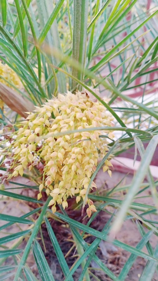 Flower Magic Unicorn - a Gift for a Child`s Birthday. Flowers in a Box ...