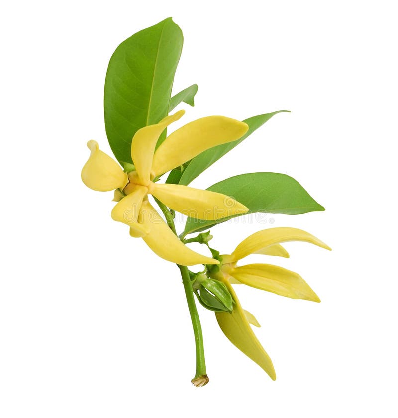 Yellow Flower, Magnolia Champaca Flower Isolated on White Background ...