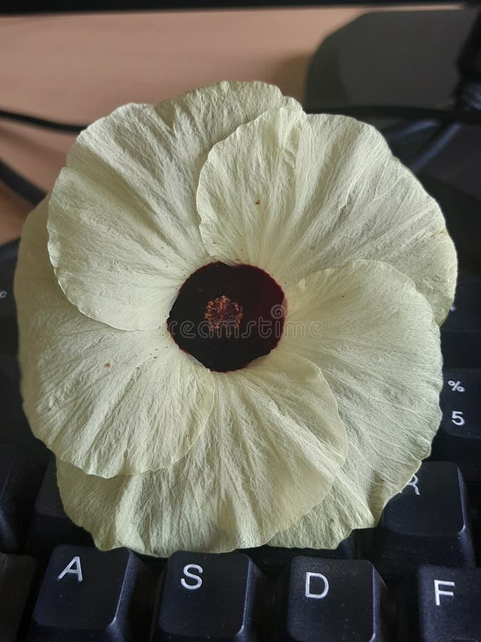 Yellow Flower with Maroon Inside and Pollen Grains Stock Photo - Image ...