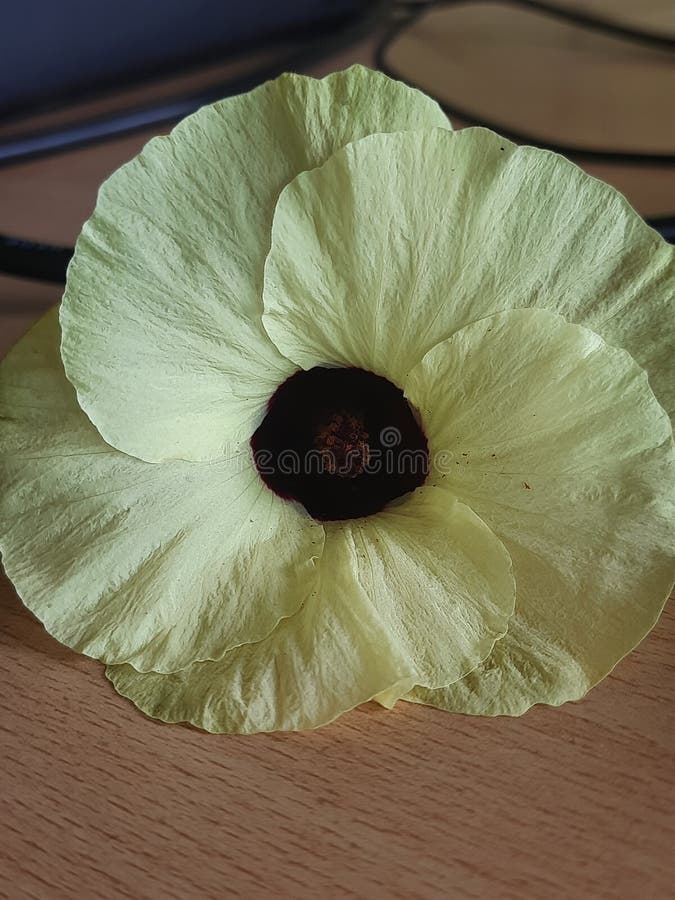 Yellow Flower with Maroon Inside and Pollen Grains Stock Image - Image ...