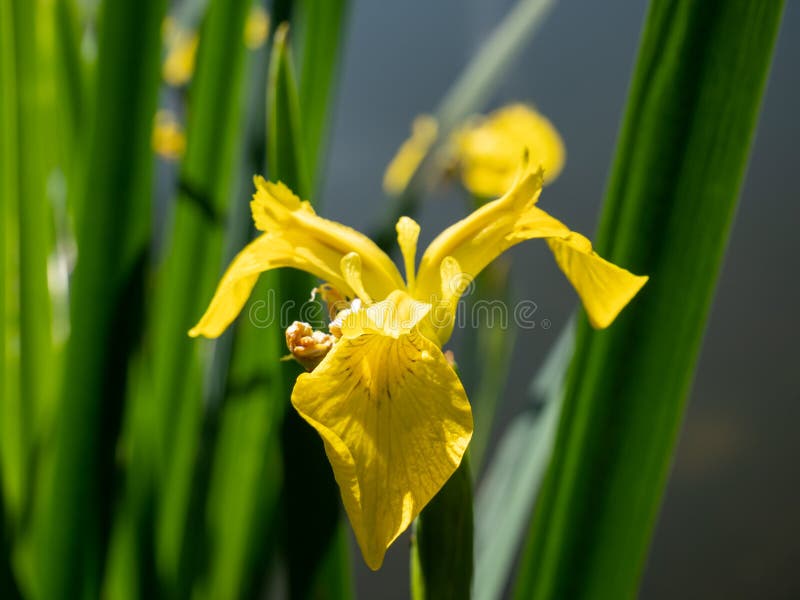 Yellow Flower of the Marsh Iris Iris Pseudacorus Stock Photo - Image of ...