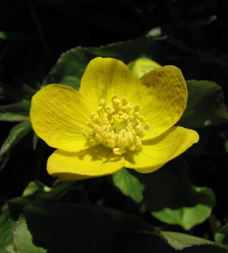 Yellow Flower - Marsh Marigold Stock Image - Image of wetlands ...