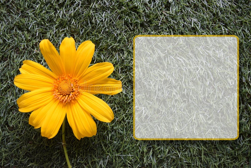 Yellow Flower and Message Box Stock Photo - Image of messagebox, grass ...