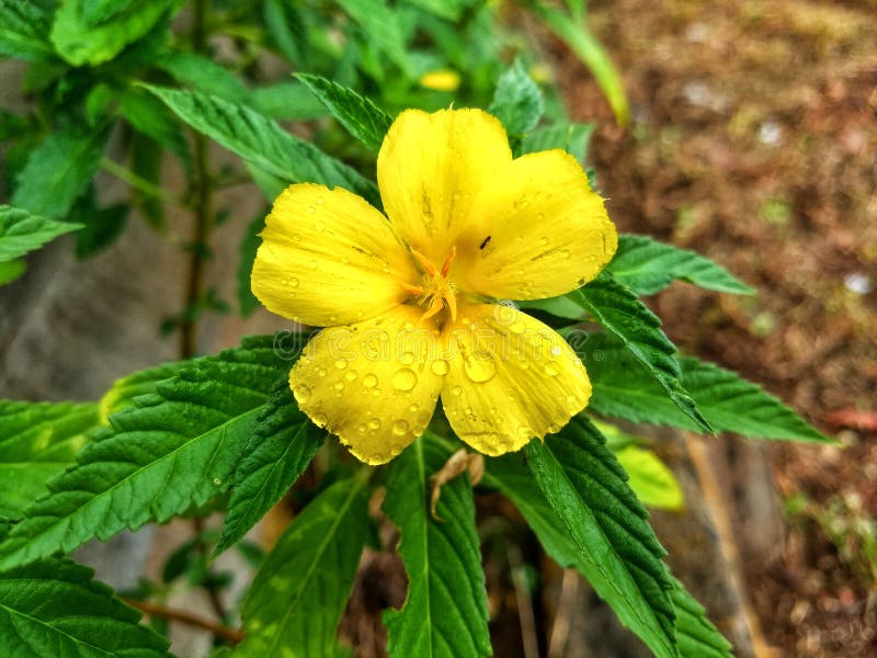 Monsoon Flower Stock Images - Download 673 Royalty Free Photos