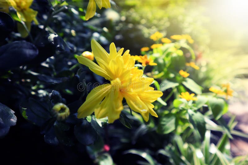 Yellow Flower in the Morning Stock Image - Image of yellow, bloom ...