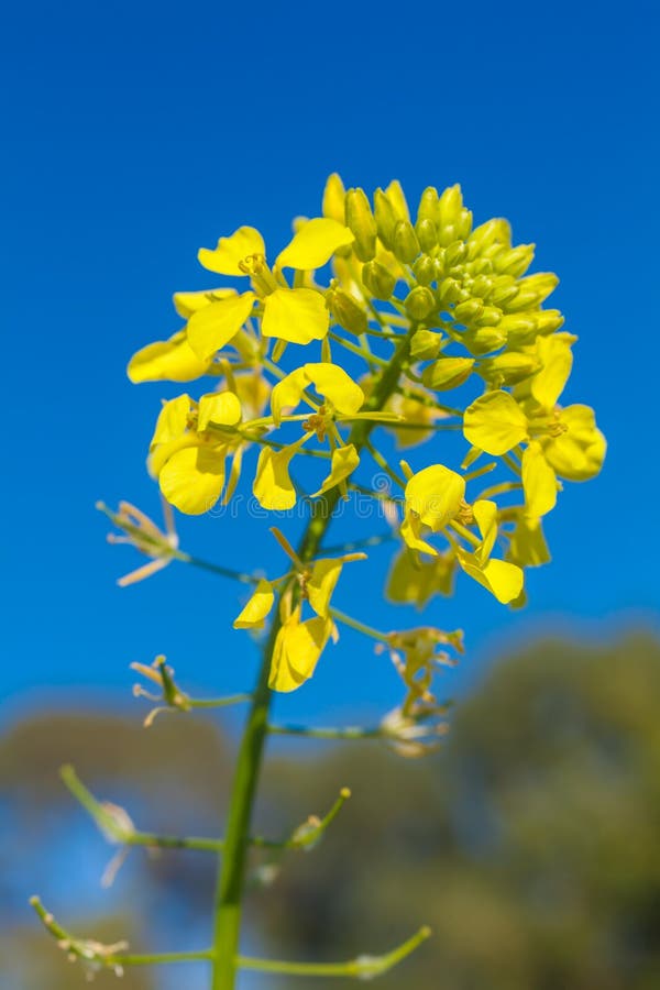 Yellow Flower of Mustard (Sinapis Alba) Stock Image - Image of branch ...