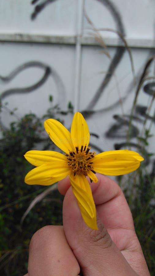 Yellow Flower..NÂ° 1 stock photo. Image of flowern, theyellow - 94354196
