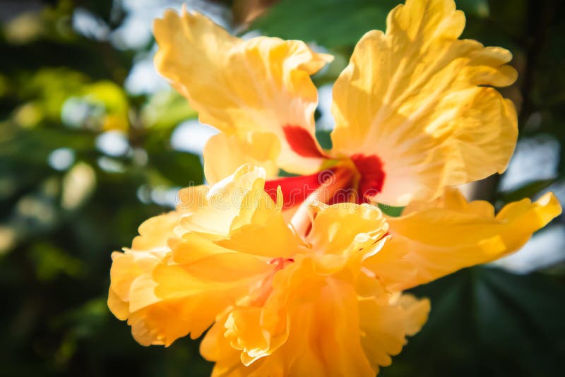 Yellow Flower in Natural Light Stock Image - Image of summer, beauty ...