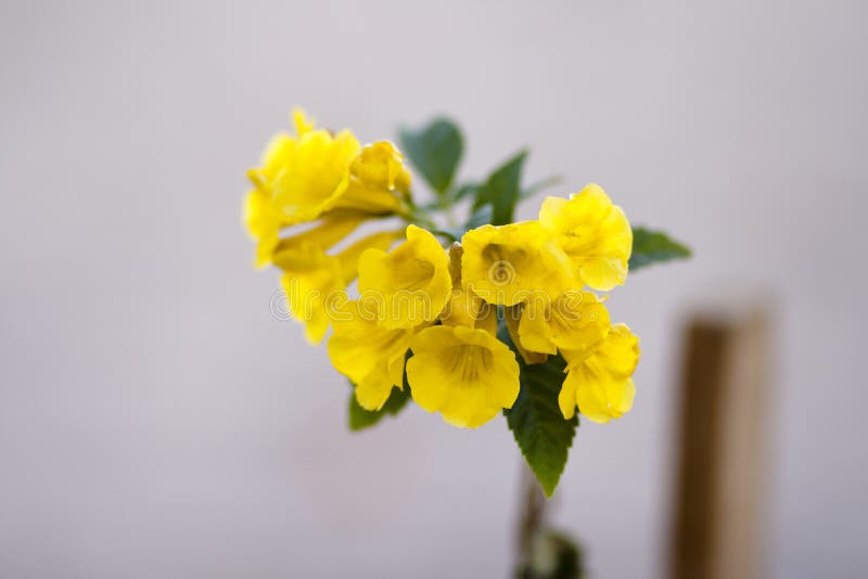 Yellow Flower in Nature stock photo. Image of sheets - 32463578