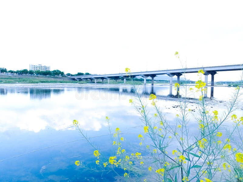 Yellow Flower Near the Bridge in South Korea Stock Photo - Image of ...