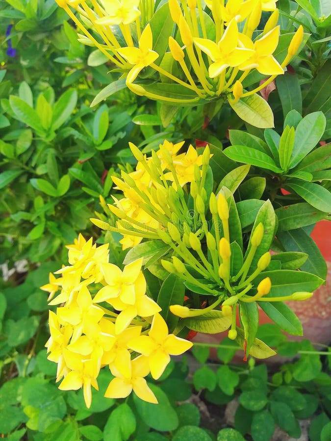 Flower of Needle Grass (Chrysopogon Aciculatus) on Vertical Photo ...