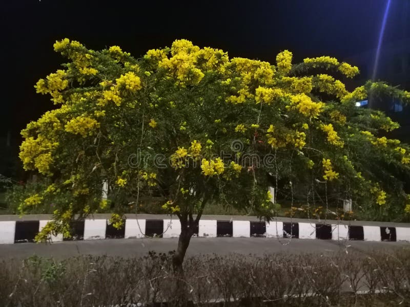 Yellow flower night view stock photo. Image of produce - 182576978